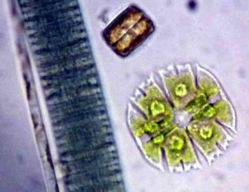 Algal Identification for Water Professionals – Potomac Environmental ...