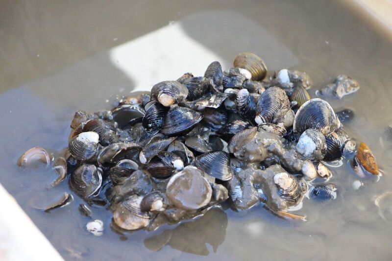 What’s at the Bottom of the Potomac River? – Potomac Environmental ...