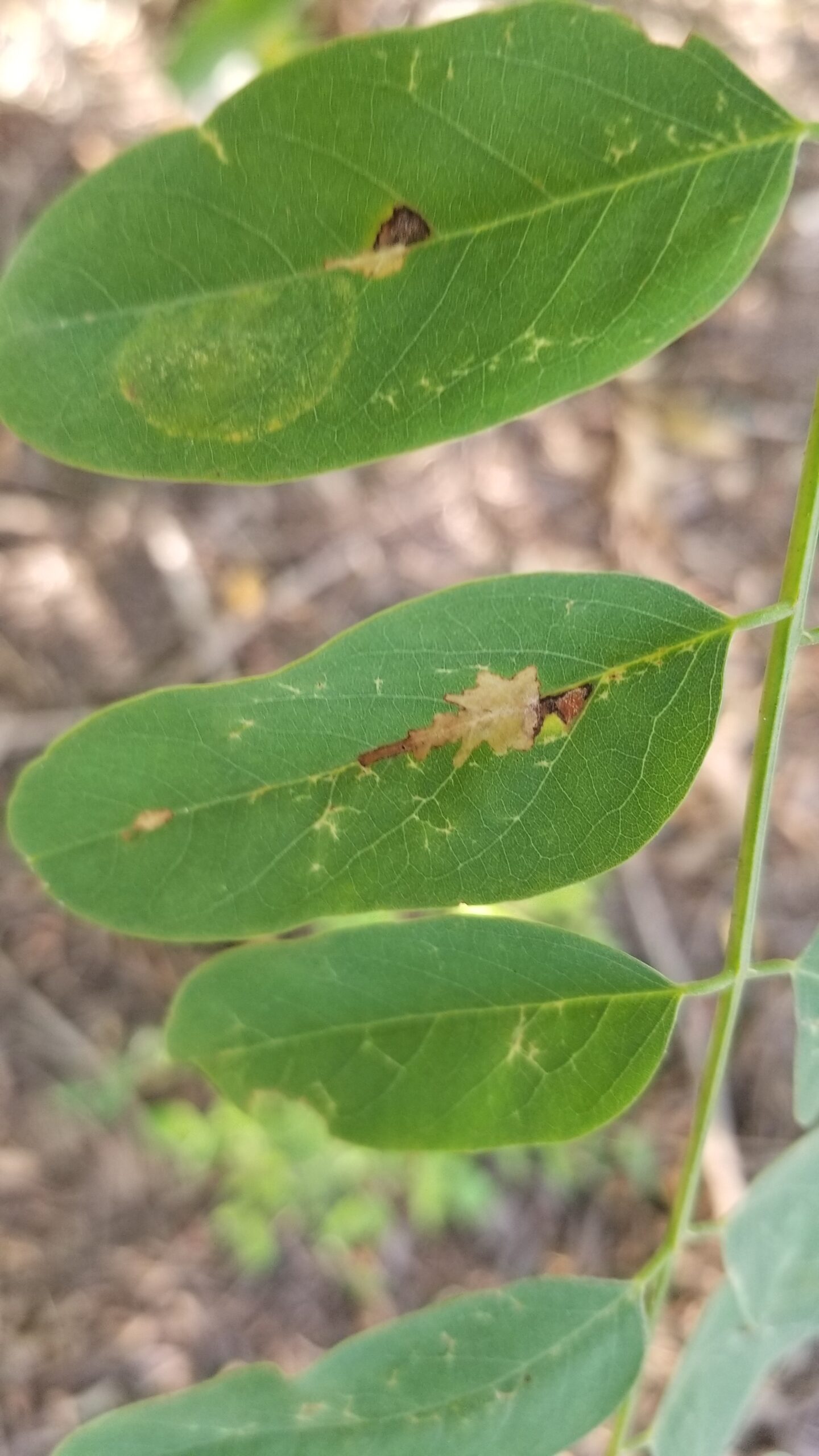 Black Locust (Robinia pseudoacacia L.) – Potomac Environmental Research ...
